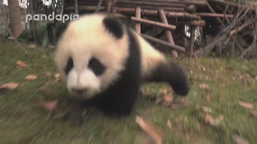大熊猫一个翻滚惹得大家齐欢呼 没见过世面的样子