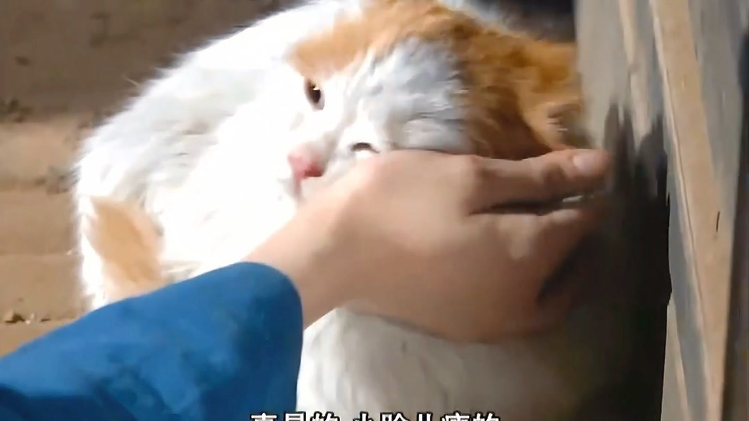 武林外传:老白又添新技能,一大早给猫训话,真是太搞笑了