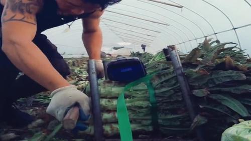 这个小小的捆绑器,对于种植大棚的人们来说,有着非常大的用处!