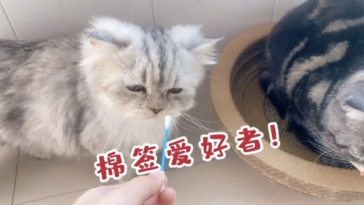 小母猫成为棉签爱好者,一根棉签就能玩的超尽兴!