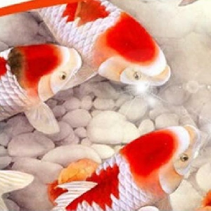 奇迹之虎 