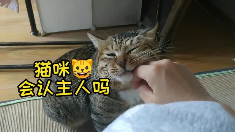 猫咪会认主人吗?猫咪这些行为,就说明它认定你了,你见过几种?