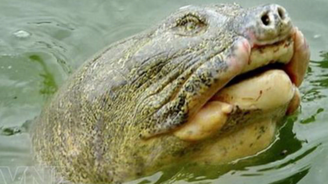 比大熊猫珍贵100倍的动物,全世界只有3只,其中两只在中国!