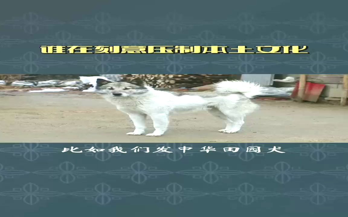 ...犬 #抵制外来犬种 #保护原生犬种 #传统家犬 谁在刻意压制传统文化?