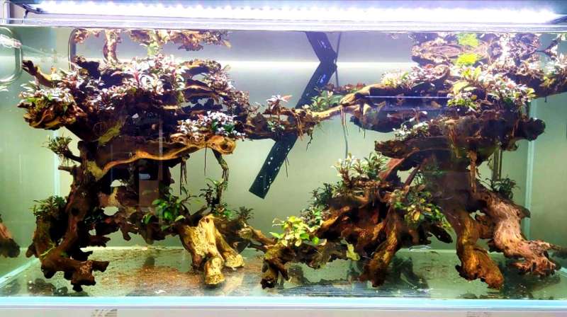 鱼缸造景,这是捅了阿凡达老窝吗?沉木加辣椒榕,悬浮设计