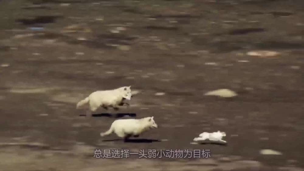 罕见视频曝光!北极狼捕猎野兔,这速度堪比猎豹!