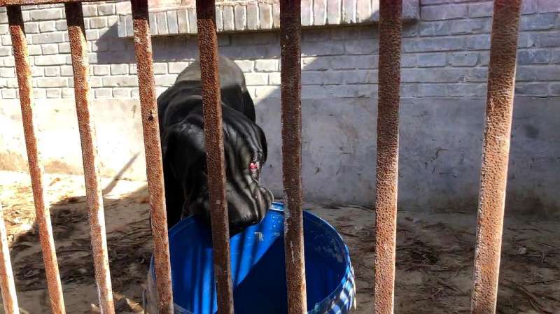 这种犬撕咬能力超强,长相凶猛体型硕大,大家来欣赏下它的撕咬力