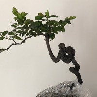 盆安天下 