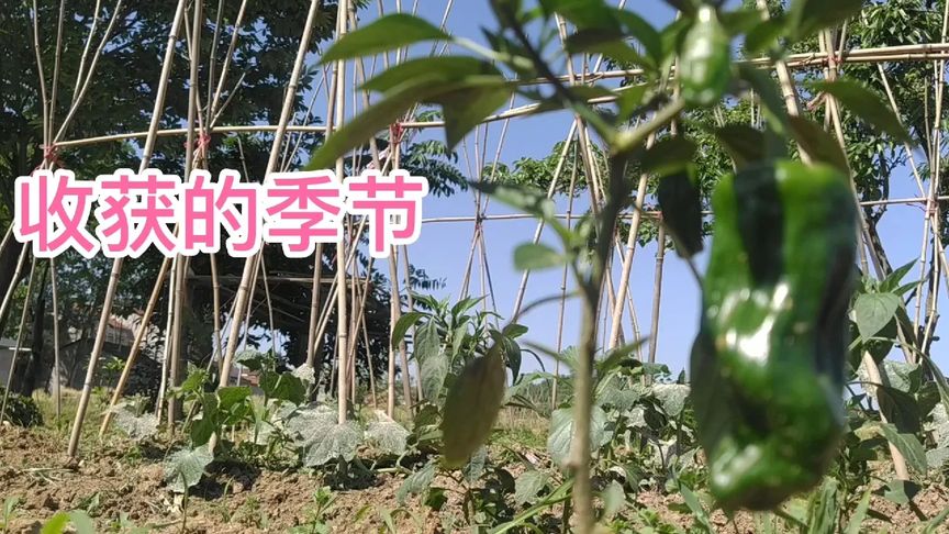 辣椒ߌ�生长历程第56天