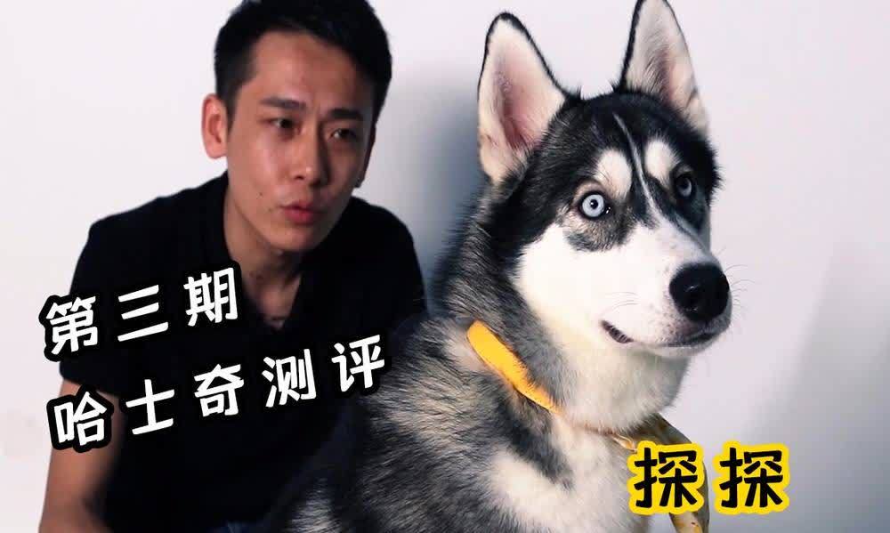 史上最强拆家王?教你如何正确的认识哈士奇