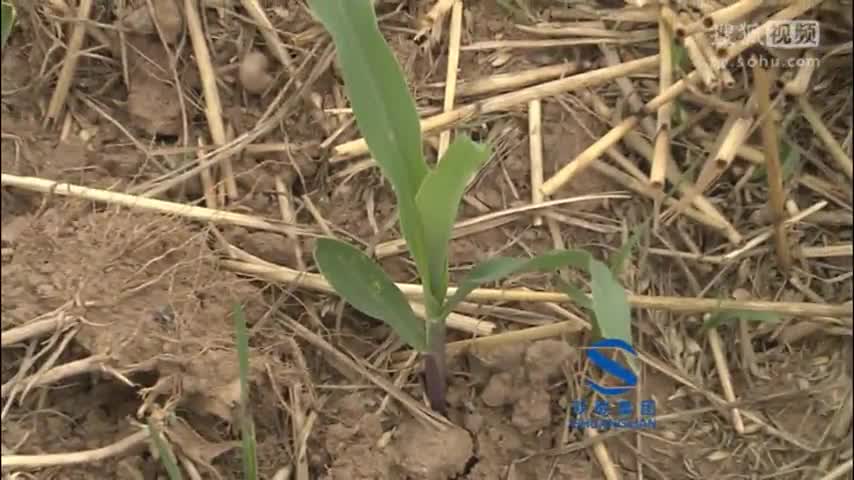玉米免耕深松播种机大型玉米播种机2017最新款玉米播种机麦茬还田...