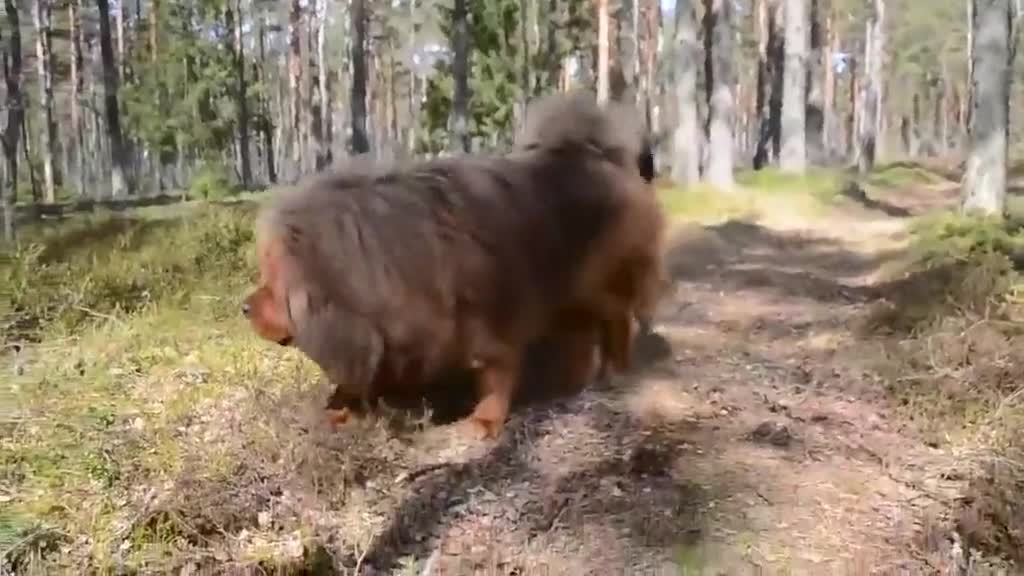 藏獒挑衅男子,看到男子一气之下回家带来的动物,藏獒认怂了