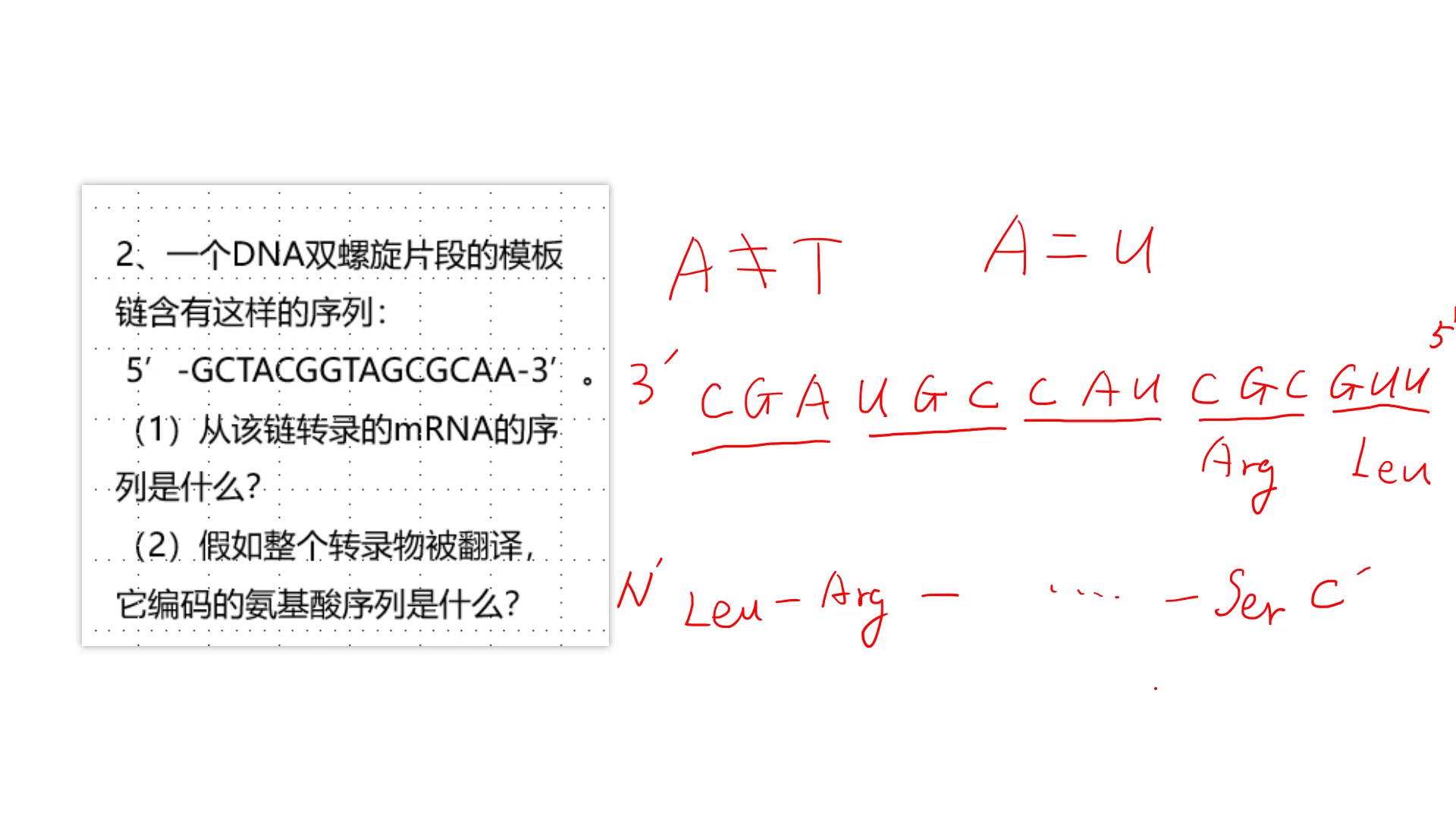 遗传信息传递习题中的简答题2的习题解答