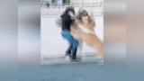 【贵州】两只未拴绳的大型犬街边互相撕咬 女主人劝架时被压倒在地