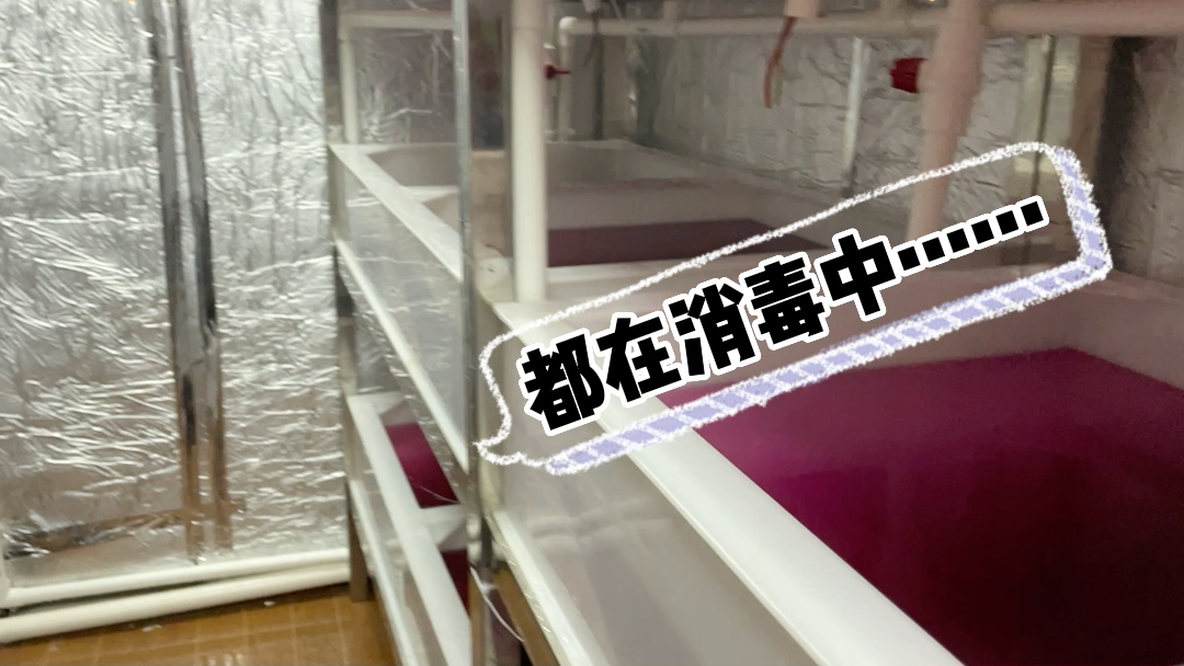 新的龟池您有消毒嘛