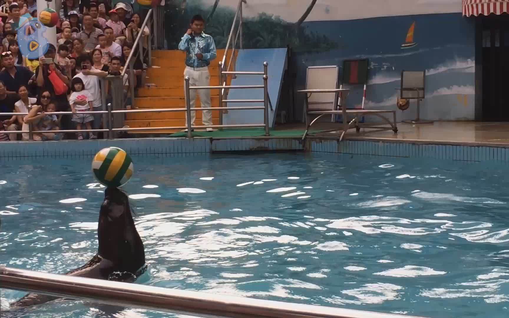 上海野生动物园海狮表演,小家伙有模有样好可爱