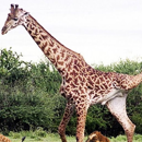 大块头长颈鹿 