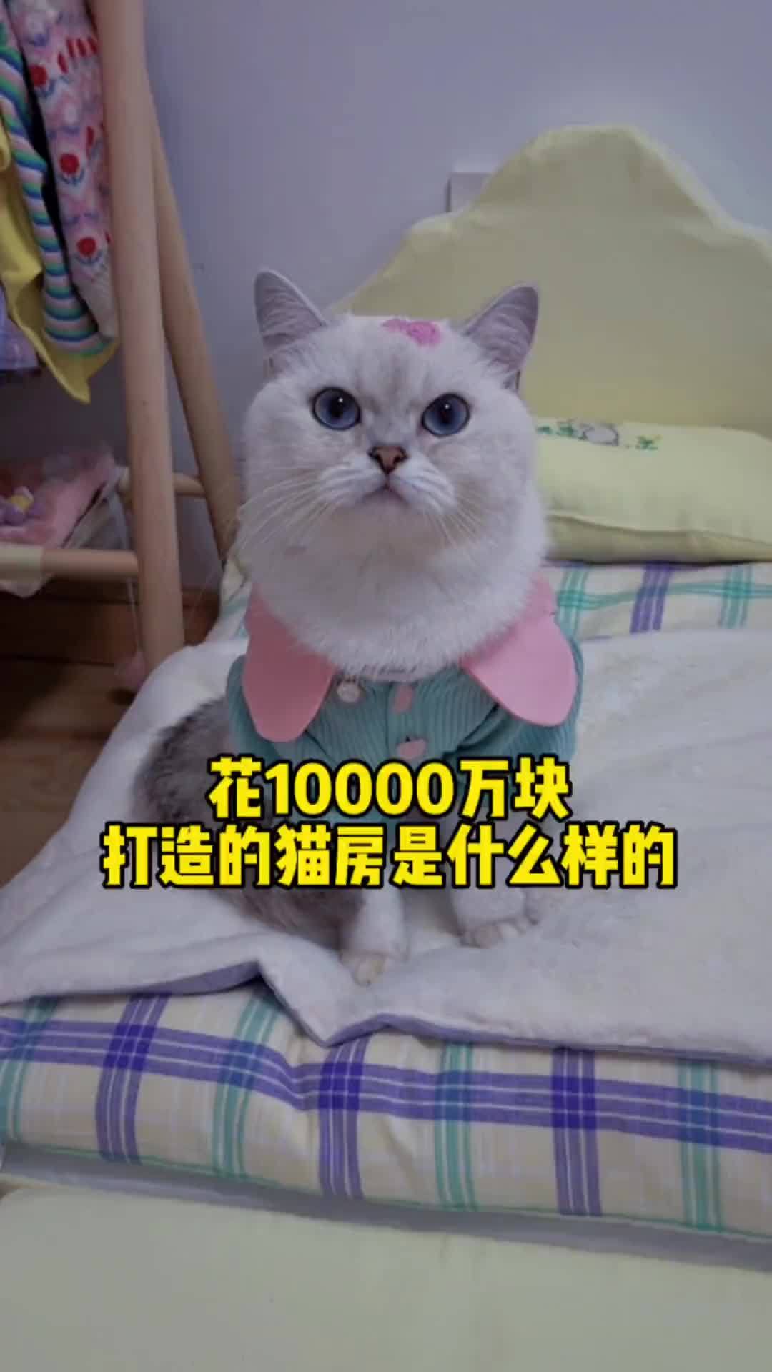 我决定花10000块给我家猫打造一个猫房
