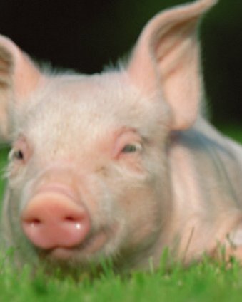 中国研究人员发现新型猪流感病毒刊登在《美国国家科学院院刊》(...