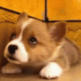 犀利柳 