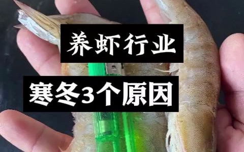 2023年对虾养殖行业迎来寒冬,原因是什么?看完就明白了