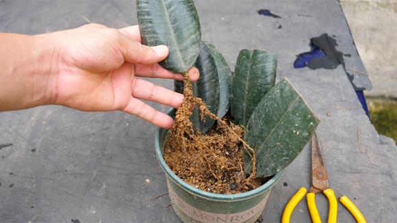 有花友说:用橡皮树叶片扦插只长根不发芽,果真是这样吗?