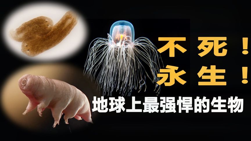 灯塔水母:能循环进化,体型仅4.5毫米,能力与水熊虫不相上下