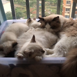 月白是个老师 