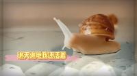 科学实验～观察蜗牛