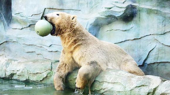 北极熊宝宝正在玩球,球掉到了电线上,懵懂无知的熊宝与死神擦肩