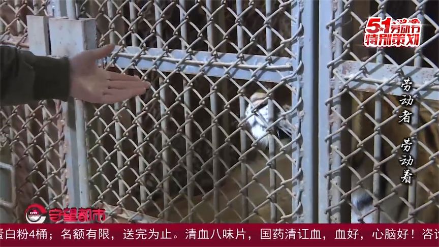 “五一”特别策划:记录长春动植物园猛兽饲养员的一天|守望都市