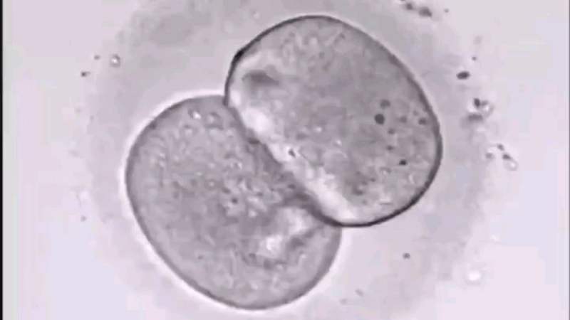 生命诞生于一个细胞,试管婴儿见闻