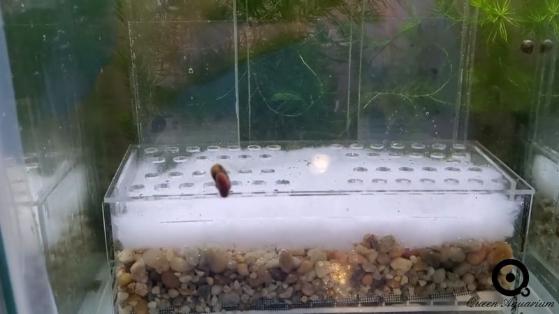 如果觉得自己的鱼缸过滤系统不满意的话,照着自己做个DIY过滤吧