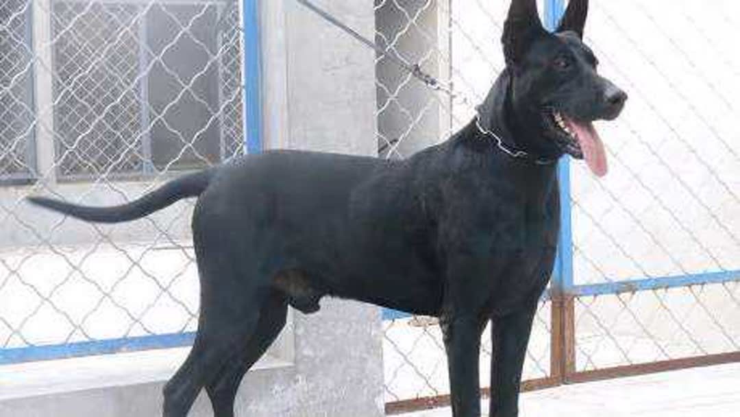 黑狼犬威武帅气,英勇善战,为什么没能进入警犬序列?