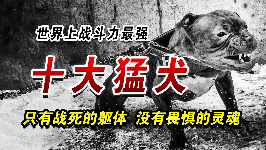 世界上战斗力最强的10大猛犬,只有战死的躯体,没有畏惧的灵魂