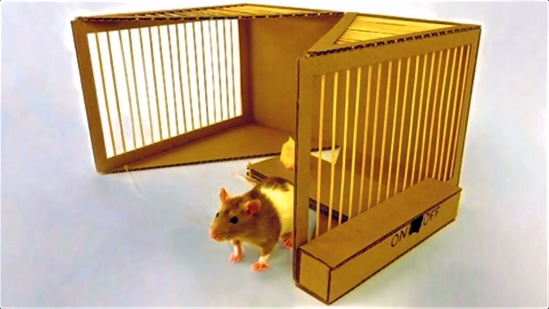 手工DIY,用纸板自制简易捕鼠器,简单方便