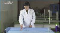 观察双子叶植物种子的结构