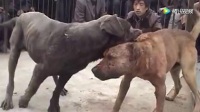 好激烈的斗狗比赛,藏獒VS比特犬,好看