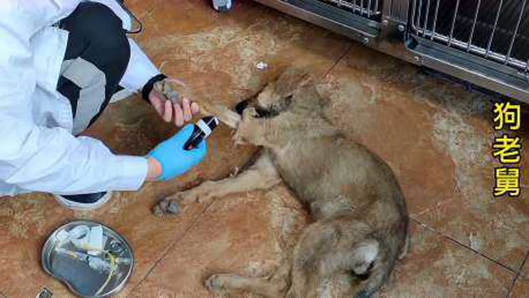 救助回来4天的流浪狗,连续呕吐病情严重,大夫全力抢救无效死亡