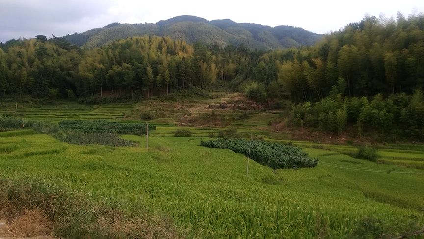 稻谷即将成熟了,现在好多小孩都不认识了吧?多带孩子走走看看