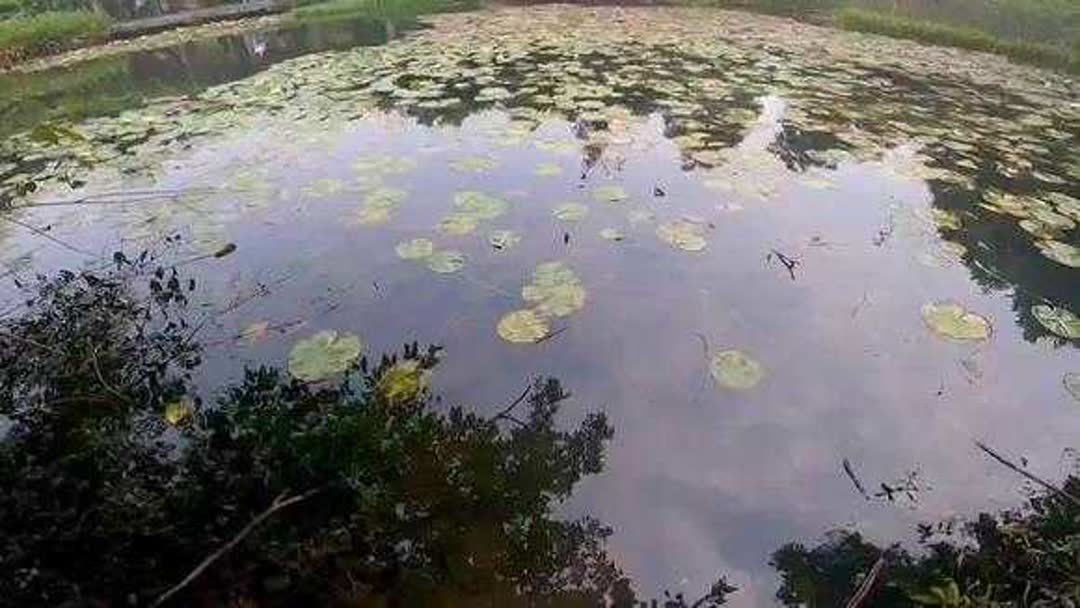 #武汉 #gopro拍摄 #旅行 #武汉植物园 #水下摄影