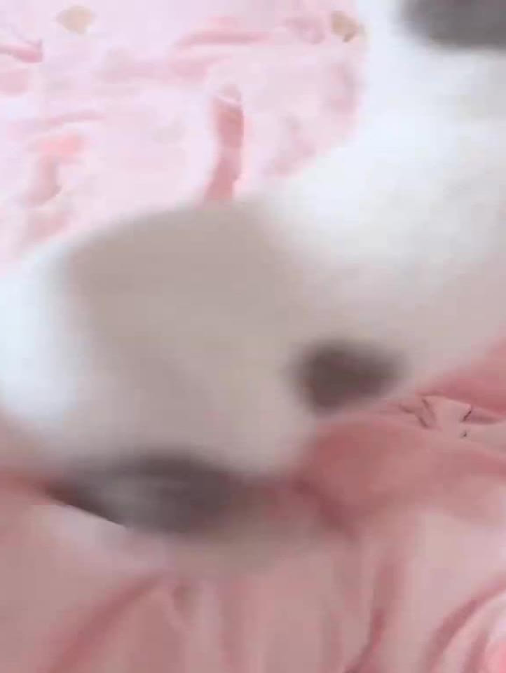 此猫名为:"逗号"!猫如其名