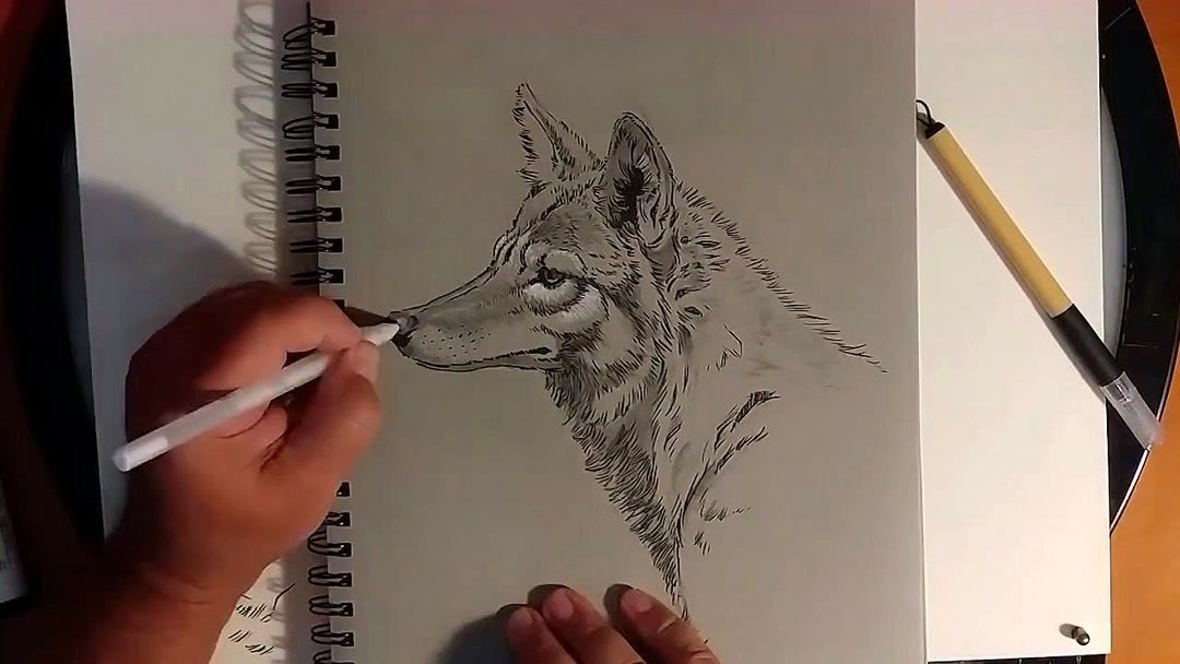 手绘速写:教你怎么画一只狼