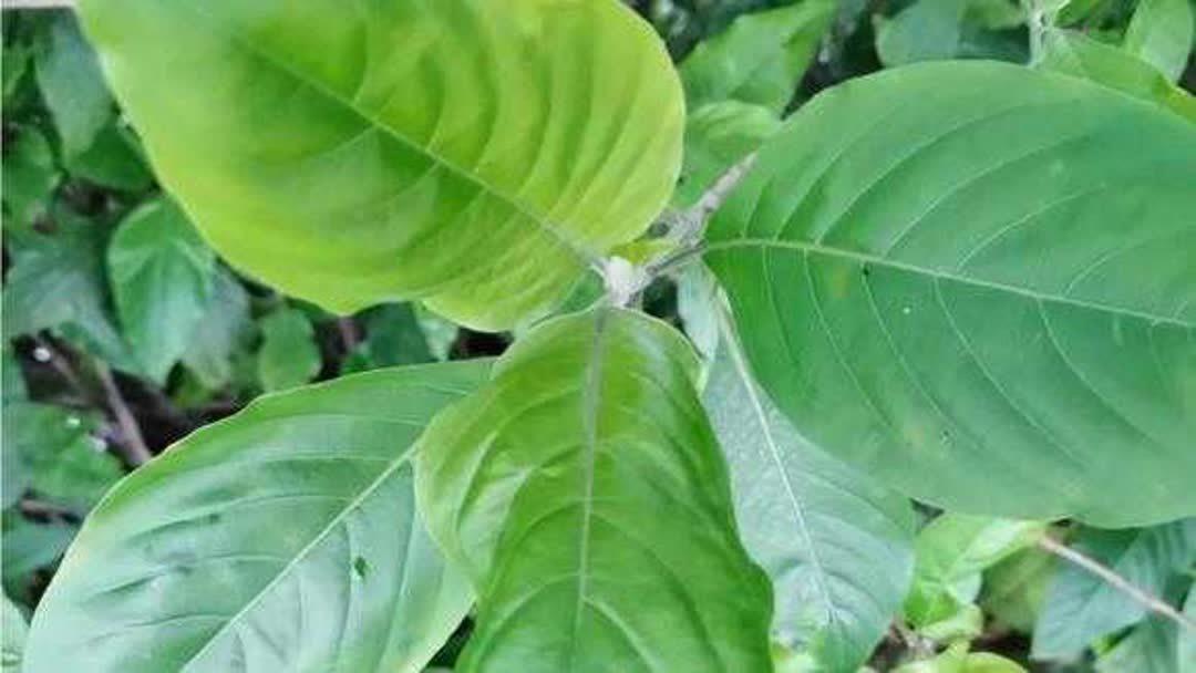 大家好,这种草药你认识吗?有何作用,你是否知道…