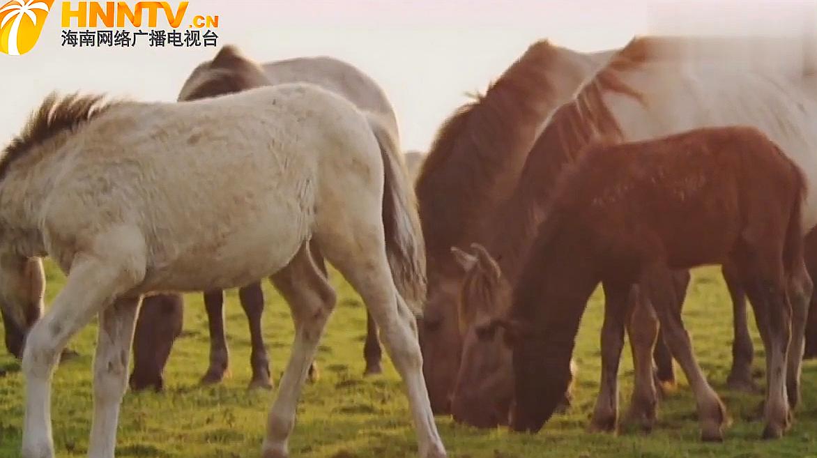 动物们的适应能力,野外经验和运气,决定它们能否安然过冬