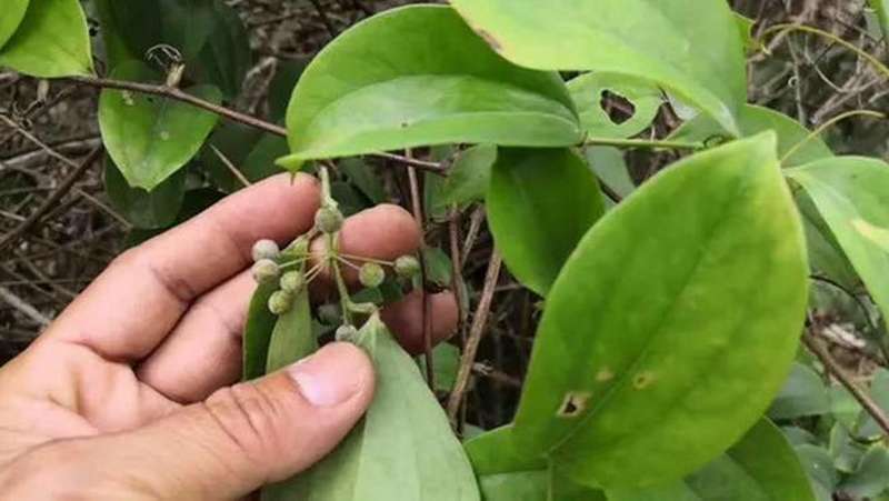 金刚藤虽好,但用得好难过