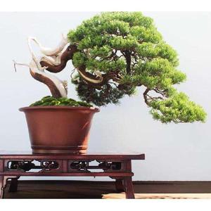 景香玉盆景花卉 