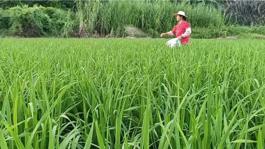 农村大姐了不起掌握禾苗全生长期重要施肥佳段禾苗生长旺成