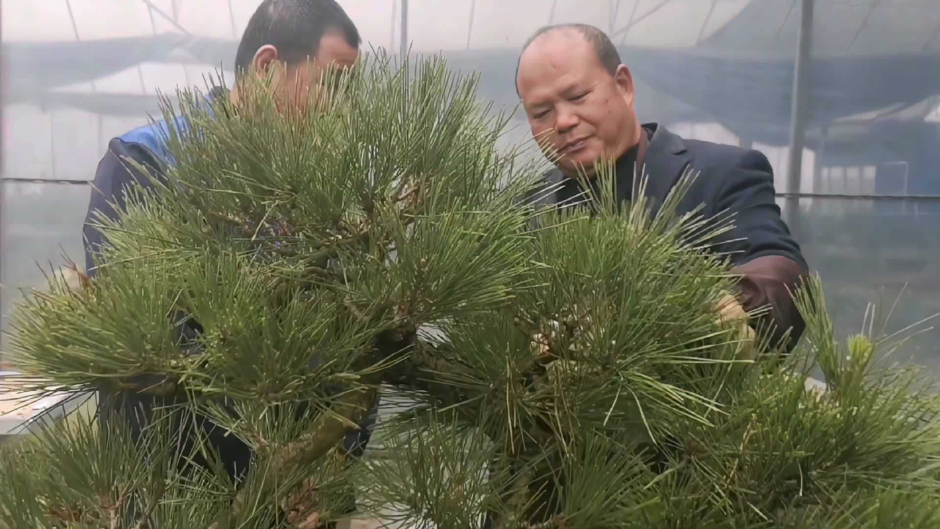 贵州湄潭盆景协会每月开展一次盆景制作交流活动,非常有意义