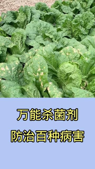 万能杀菌剂,防治一百多种病害!杀菌剂病虫害防治科学...